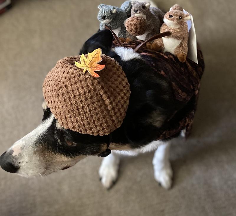 FRISCO Squirrels & Nuts Ride-On Dog Costume, Medium - Chewy.com