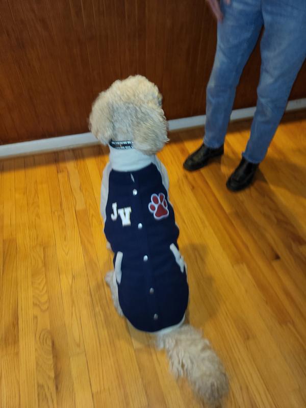 FRISCO Lightweight Varsity Dog & Cat Jacket, Tan, Small - Chewy.com