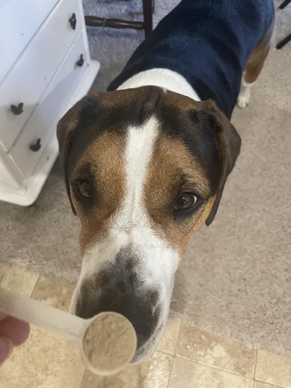 PET HONESTY Probiotics GI Pumpkin Flavored Digestive Powder for Dogs ...