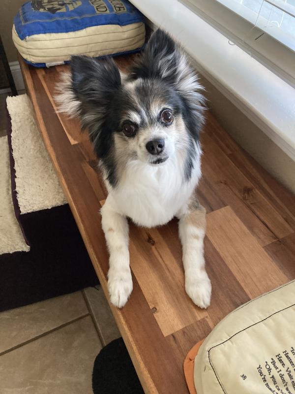 BLUE BUFFALO NATURAL VETERINARY DIET GI Gastrointestinal Support Low ...