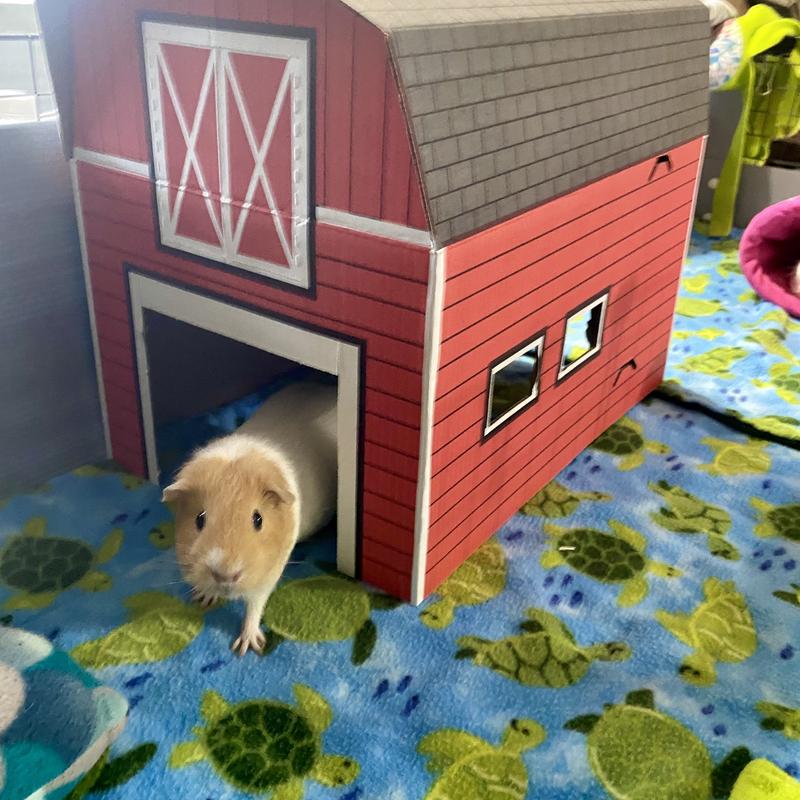 SWEET MEADOW FARM Buddy Barn Small Pet Hideout - Chewy.com