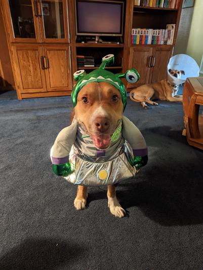 FRISCO Front Walking Alien Dog & Cat Costume, XX-Large - Chewy.com