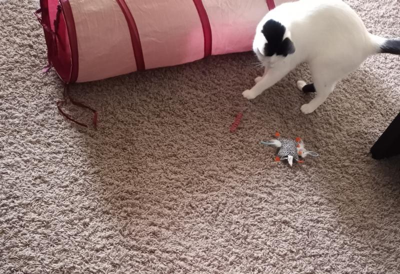 ETHICAL PET Thin Colorful Springs Cat Toy - Chewy.com