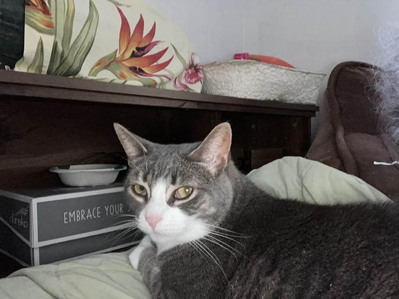 TEMPTATIONS Classic Shrimpy Shrimp Flavor Soft & Crunchy Cat Treats, 6. ...