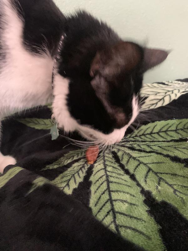 MEOWEE! Triple Flavor Kabobs with Real Chicken, Salmon & Tuna Cat Treat ...