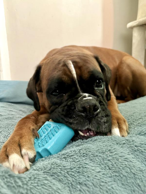 FRISCO Vanilla Flavored Popsicle Rubber & Nylon Chew Dog Toy for Heavy ...