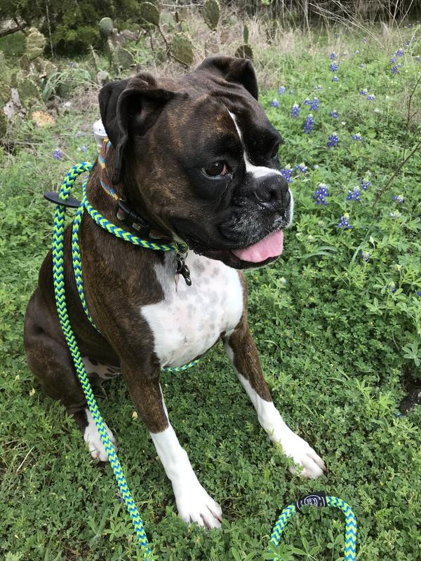 VIRBAC Epi-Otic Advanced Ear Cleaner for Dogs & Cats, 4-oz bottle ...