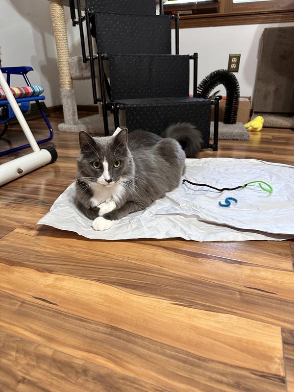 Varenzin-CA1 25mg/mL Oral Suspension for Cats, 27mL bottle - Easy ...