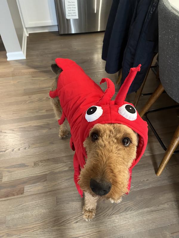 FRISCO Red Lobster Dog & Cat Costume, XX-Large - Chewy.com