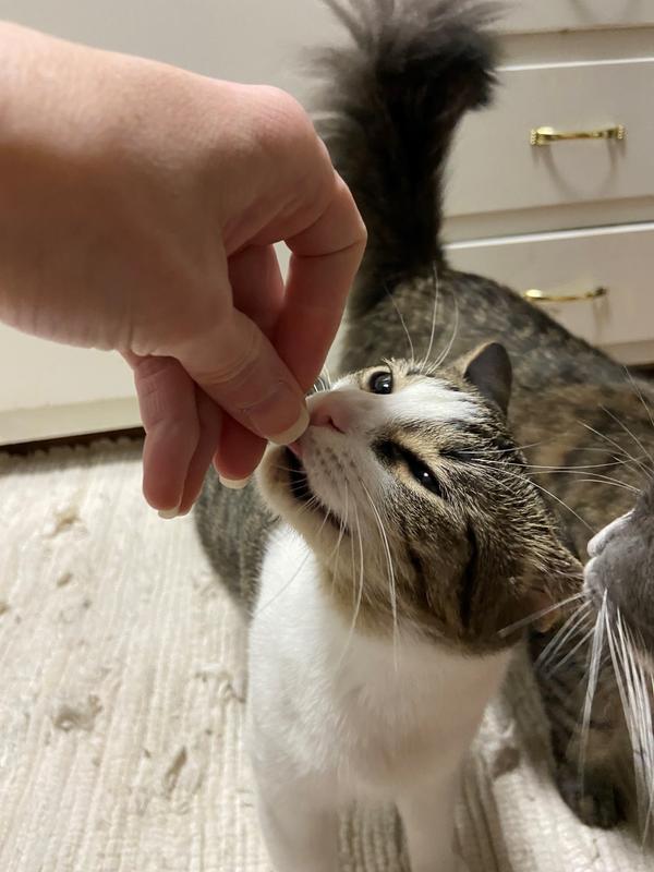 WHIMZEES by Wellness Natural Chicken Dental Cat Treats, 2-oz bag ...