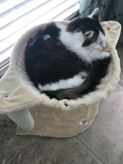 GO PET CLUB 18-in Faux Fur Cat Tree, Gray - Chewy.com