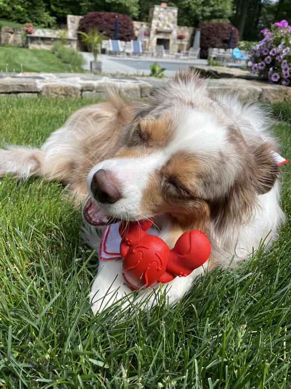 NYLABONE Power Chew Lobster Dog Toy Filet Mignon, X-Large - Chewy.com