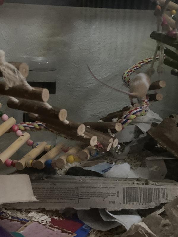 SUNGROW Bearded Dragon & Leopard Gecko Wooden Ladder, Reptile Bridge ...