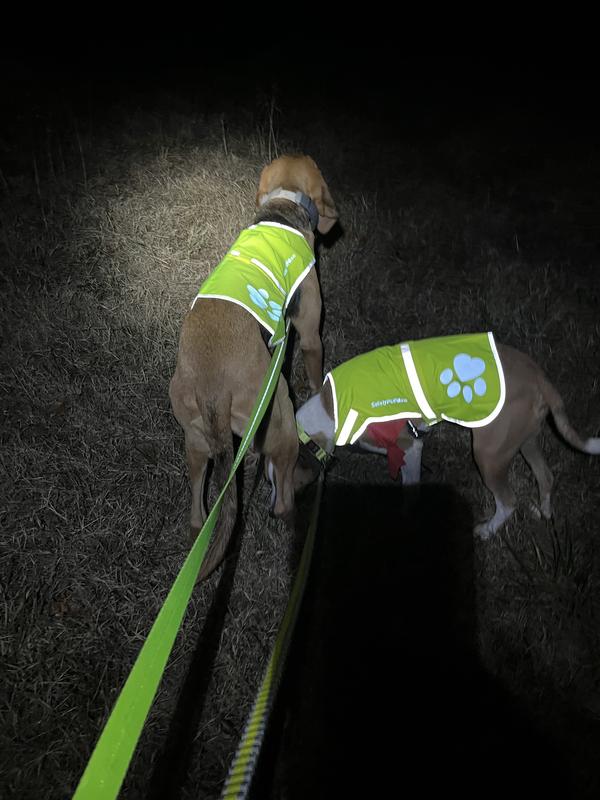 SAFETYPUP XD Urban Reflective Dog Vest, Yellow, Large - Chewy.com