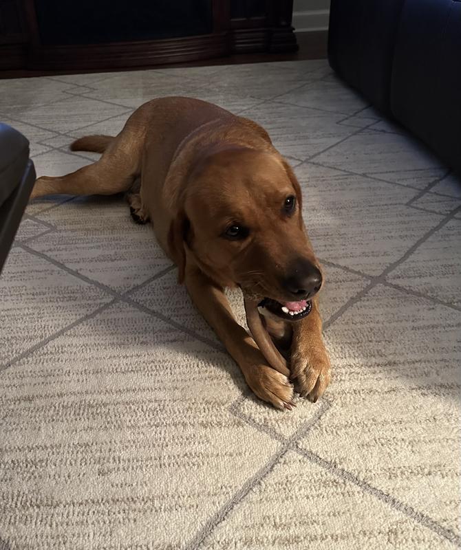 BENEBONE Bacon Flavor Wishbone Tough Dog Chew Toy, Small - Chewy.com