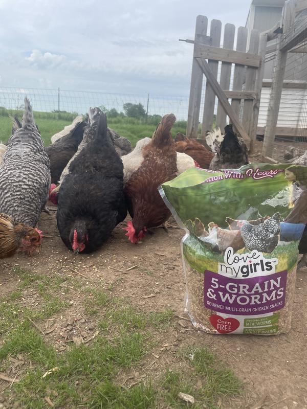 LOVE MY GIRLS 5-Grain & Worms Corn-Free Gourmet Chicken Treats, 5-lb ...