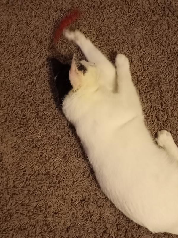 FRISCO Holiday Festive Swatting Spirals Cat Toy, Mistletoe & Snowflakes ...