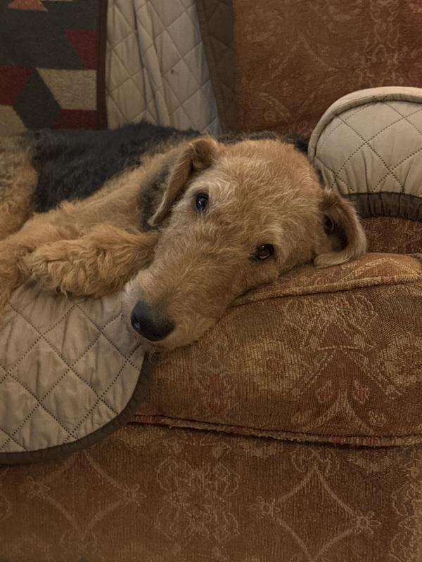 PURINA PRO PLAN VETERINARY DIETS Gentle Snackers Dog Treats, 8-oz pouch ...