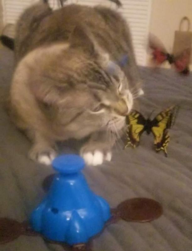 OURPETS Whirling Wiggler Spinner Interactive Cat Toy - Chewy.com