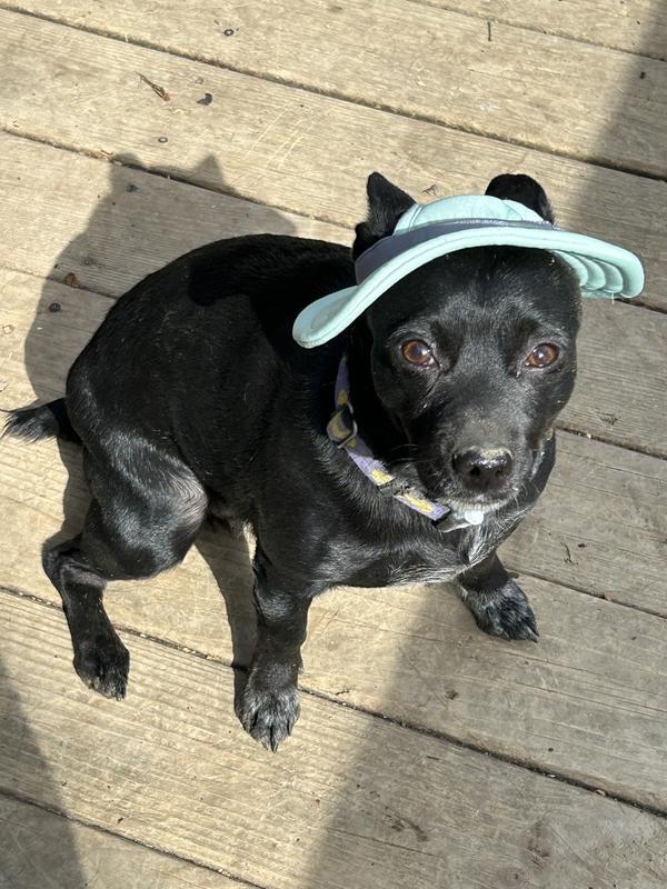 FRISCO Summer UPF 45 Cooling Dog & Cat Bucket Hat, Light Green, X-Small ...