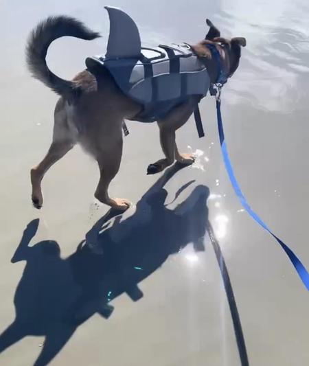 FRISCO Shark Dog Life Jacket, Small - Chewy.com