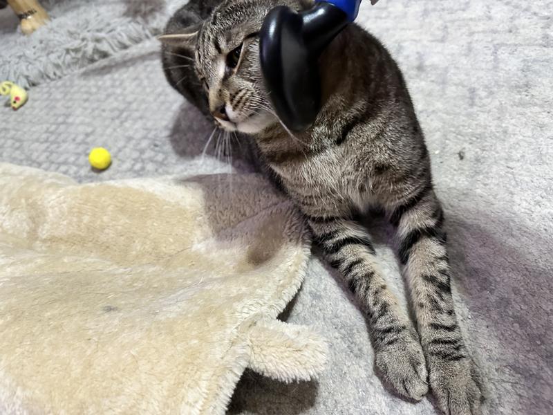 FRISCO Slicker Cat Brush - Chewy.com