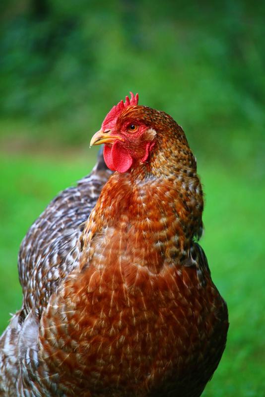 KENT / BLUE SEAL Home Fresh Extra Egg Layer 17% Protein Pellets Poultry ...