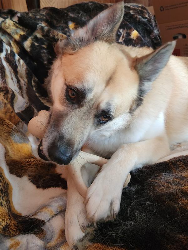 BETTERBONE Hard Beef Dog Toy, Natural, Small - Chewy.com