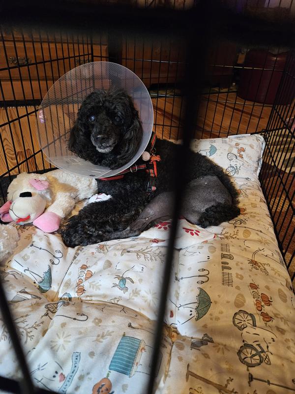 GABAPENTIN COMPOUNDED Bisect Tablet, 50 mg, 60 tablets for Veterinary ...