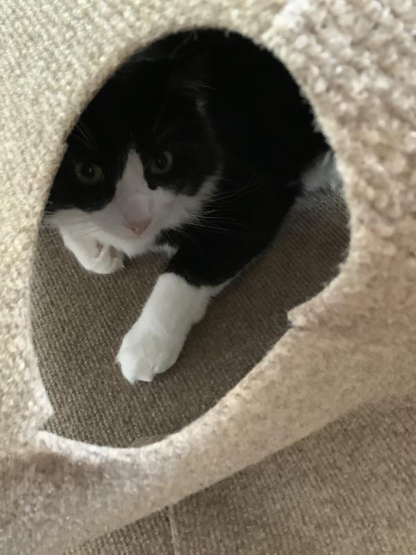 SNUGGLYCAT Ripple Rug Cat Activity Play Mat - Chewy.com