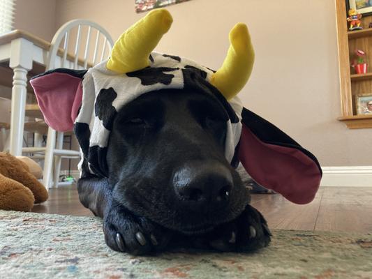 FRISCO Happy Cow Dog & Cat Costume, Large - Chewy.com