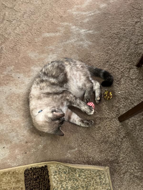 FRISCO Holiday Gift Sack Variety Pack Cat Toy with Catnip, 14 count ...