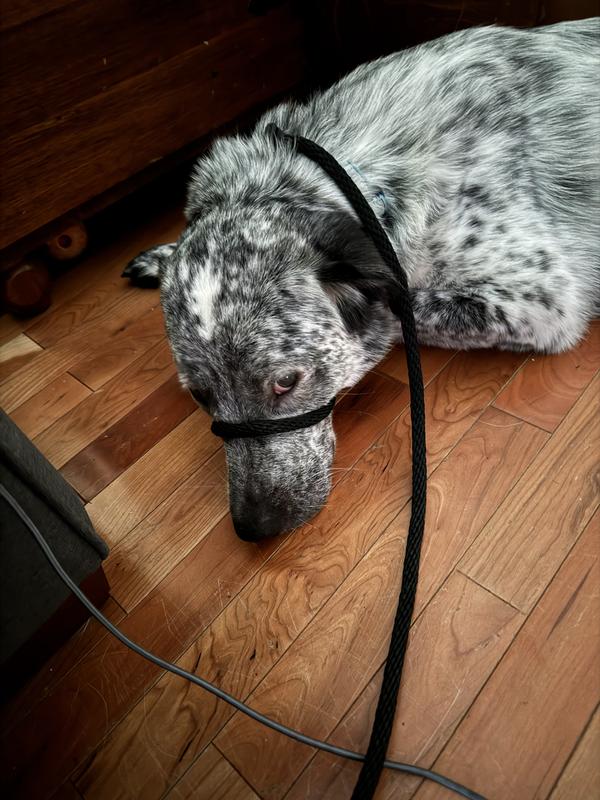 HEATHER'S HEROES The Sidekick Transitional Dog Training Leash, Blue ...