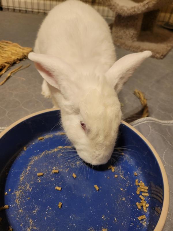 KENT / BLUE SEAL Home Fresh Pro Hutch 16 Pellet Rabbit Food, 25-lb bag ...