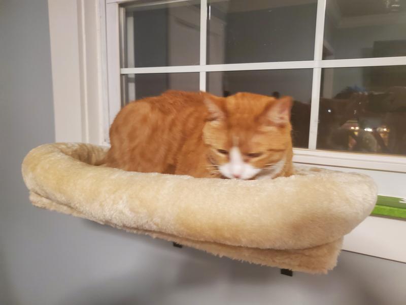 FRISCO Plush Cat Window Perch with Removable Bolster - Chewy.com