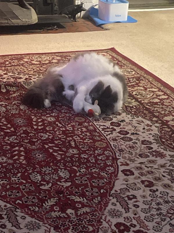 MULTIPET Lamb Chop Plush Cat Toy with Catnip - Chewy.com