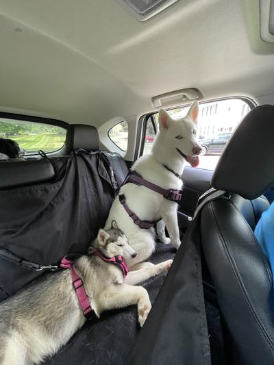 SLOWTON Adjustable Dog Car Headrest Restraint with Seat Belt, 2 count ...