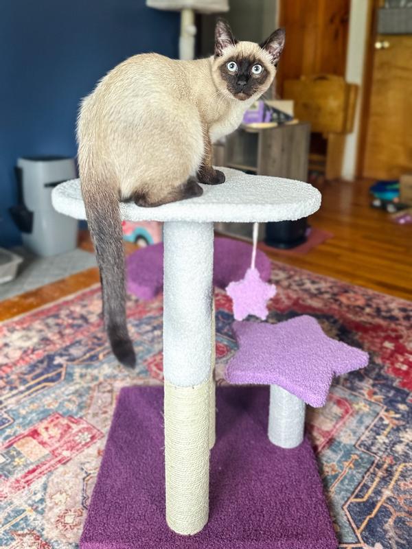 FRISCO Star, Moon and Cloud 25" Plush Cat Tree - Chewy.com