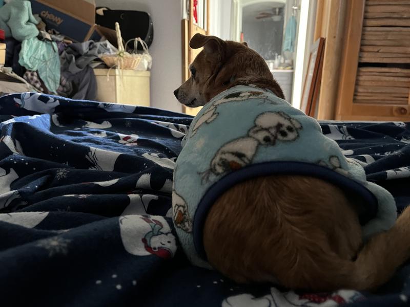 DISNEY Frozen's Olaf Dog & Cat Plush Fleece PJ, X-Large - Chewy.com