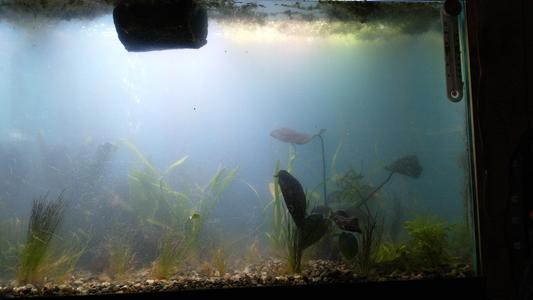 ACTIV-FLORA Planted Aquarium Substrate, Lake Gems, 20-lb bag - Chewy.com