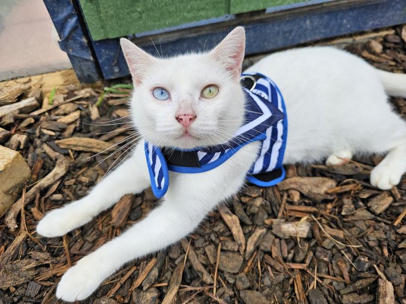 PETAG Cat-Sip Real Milk Treat for Cats & Kittens, 8-oz carton, bundle ...