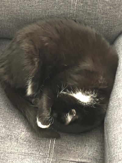 MERRICK Backcountry Grain-Free Morsels in Gravy Real Rabbit Recipe Cuts ...