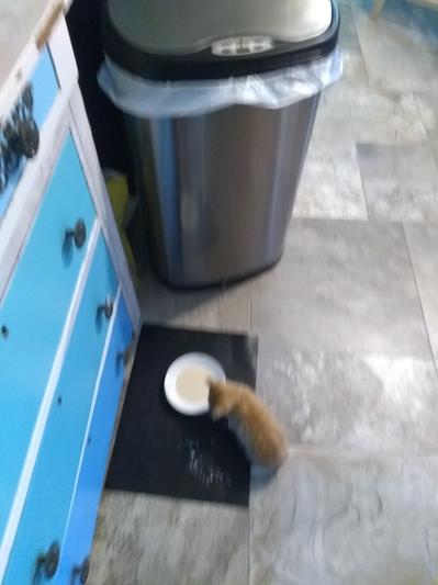 PETAG KMR 2nd Step Weaning Kitten Food Supplement, 14-oz can - Chewy.com