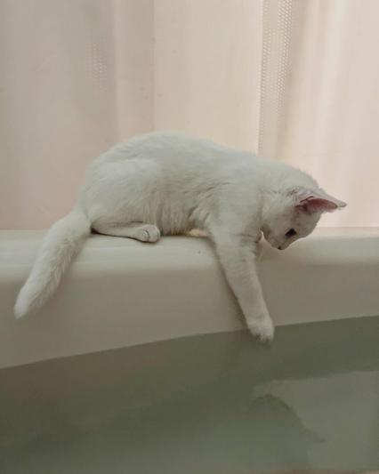 WISDOM PANEL Complete Cat DNA Test - Chewy.com