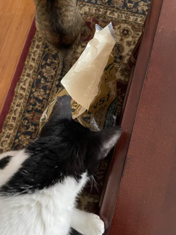 CATALYST PET Pine Pellet Unscented Non-Clumping Wood Cat Litter, 20-lb ...