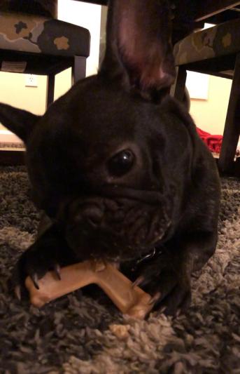 N-BONE Quado Interactive Bacon Flavored Large Dental Dog Treat, 1 count ...