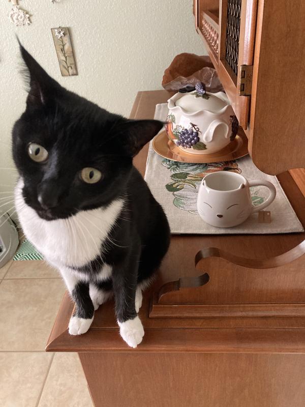 PURINA PRO PLAN VETERINARY DIETS UR St/Ox Urinary Dry Cat Food, 6-lb ...