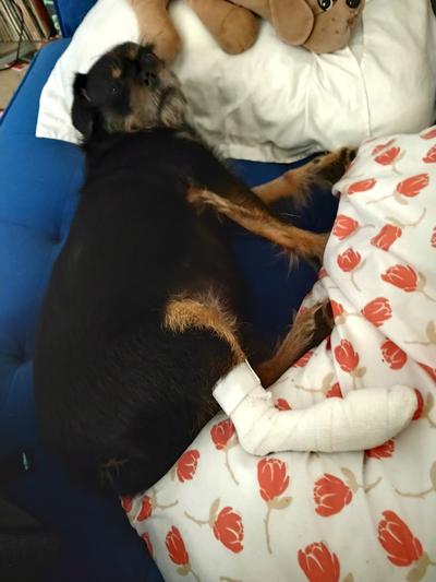 MEDIPAW Rugged Dog & Cat Protective Boot, Small - Chewy.com