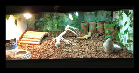 ZOO MED Repti Rock Reservoir Reptile Water Bottle, 22-oz bottle - Chewy.com