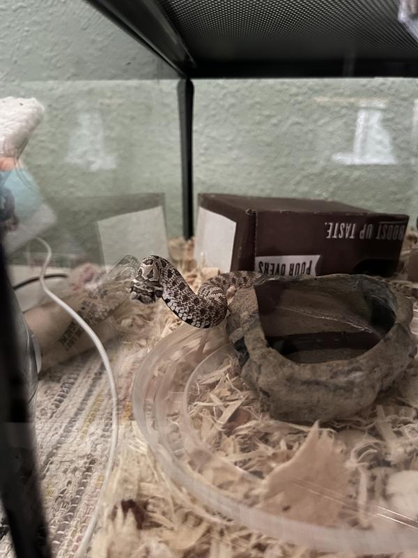 REPTI ZOO Mini Glass Reptile Terrarium Tank, 12 x 12 x 8 - Chewy.com